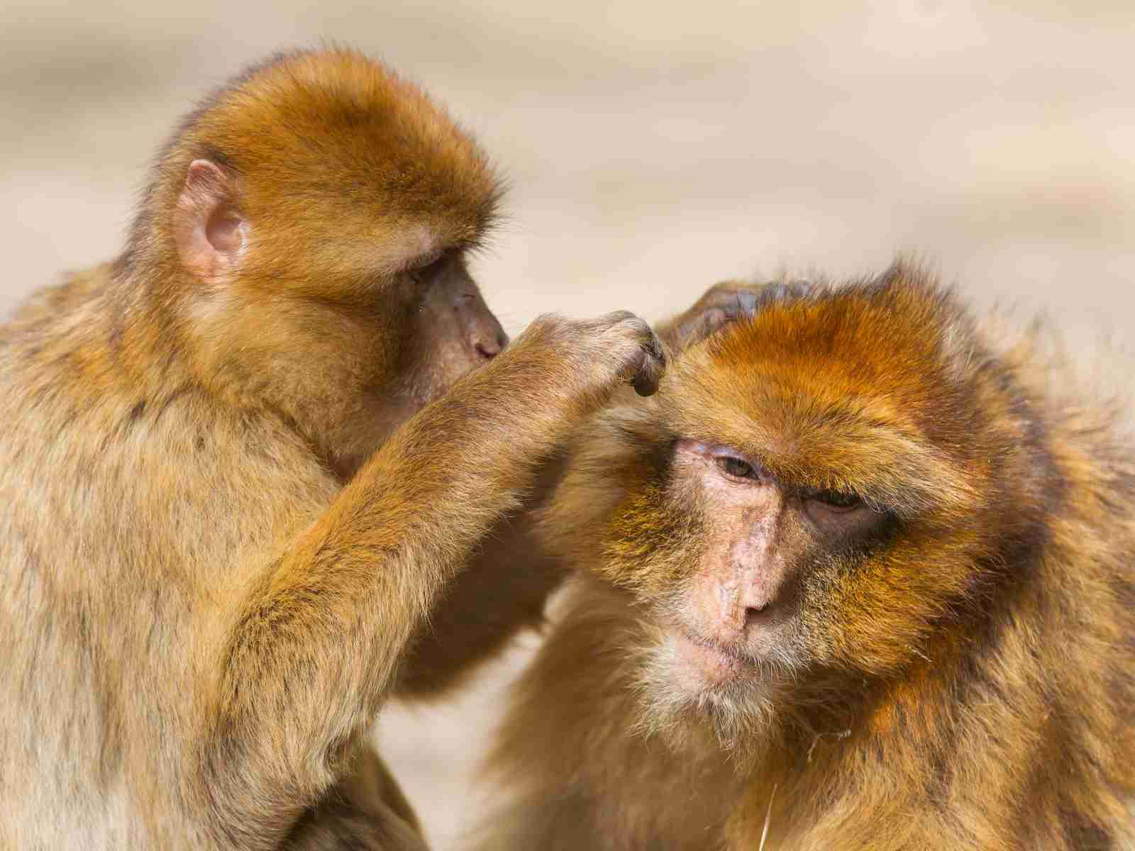 Animal Behaviour: An Introduction | Oxford Lifelong Learning ...