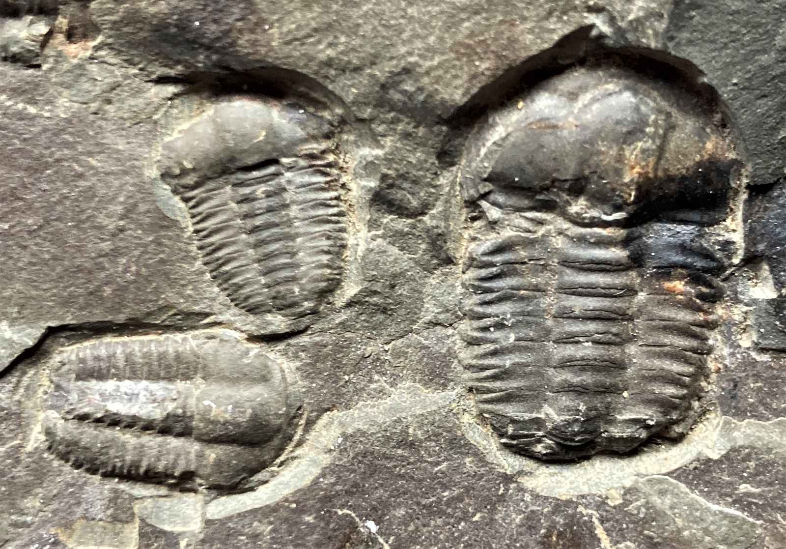 Fossils and Ancient Life | Oxford Lifelong Learning, University of Oxford