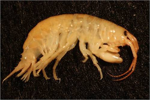 On the trail of freshwater invaders | Oxford Lifelong Learning ...